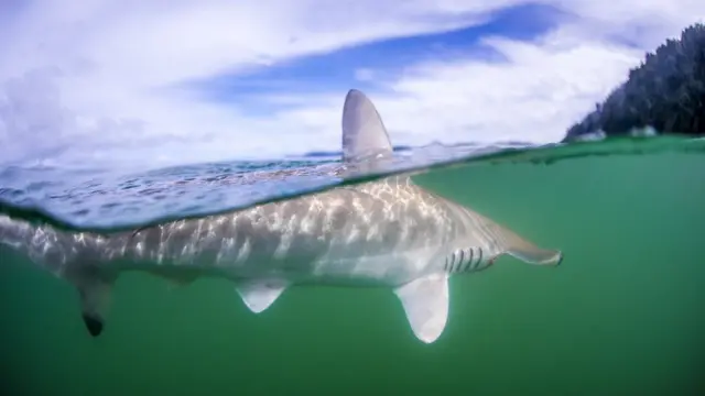 great hammerhead shark attacks