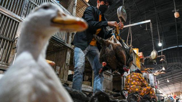 Flu burung: 30 unggas dilaporkan terjangkit di Kalimantan Selatan ...