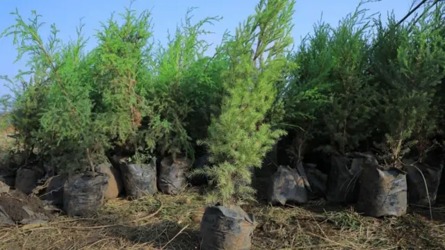 Duula biqiltuu dhaabuu Itoophiyaa: Siyaasa moo eegumsa naannoo? - BBC ...