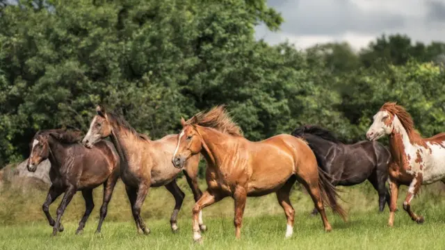 La raza de caballos que pone en duda la teoría de que estos animales ...
