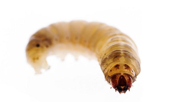 Cómo la saliva de un gusano puede ayudar a descomponer el plástico y combatir la contaminación ...