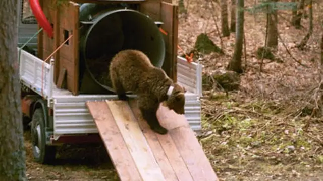 Životinje i Evropa: Zašto se vodi alpski spor oko „problematičnih medveda“ i šta da radite ako ...