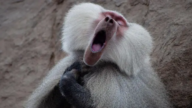 Suuraalee ajaa'ibsiisoo bineensota kolfanii isinii kofalchiisan kanaan ...