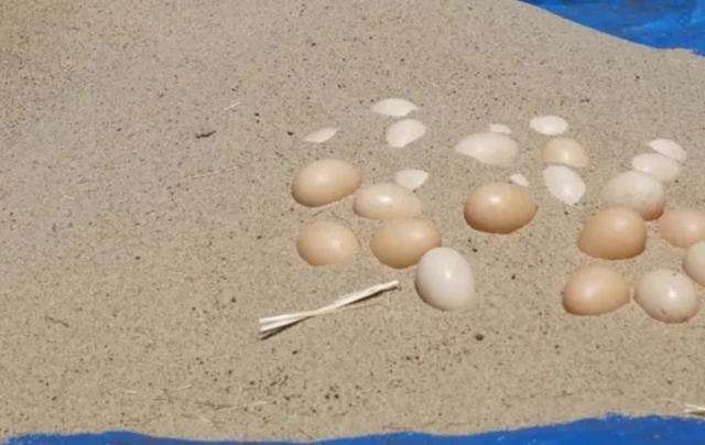 Garaagarummaan lukkuu 'Habashaa' fi 'Faranjii' maali? - BBC News Afaan ...