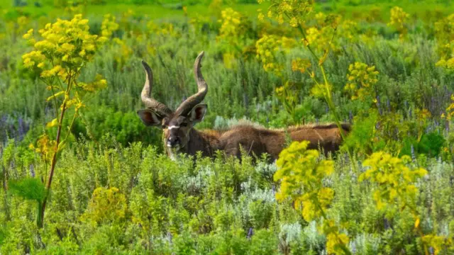 Paarkiin Gaarreen Baalee hambaa uumamaa UNESCOtti galmaa'e - BBC News ...