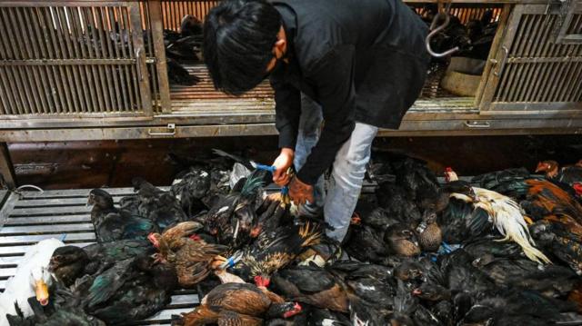 Flu burung: 30 unggas dilaporkan terjangkit di Kalimantan Selatan ...