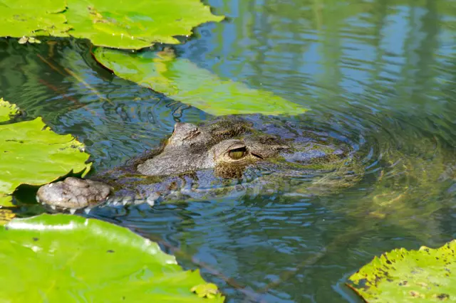 Lix xayawaan oo ilna ka hurda ilna ka soo jeedo - BBC News Somali