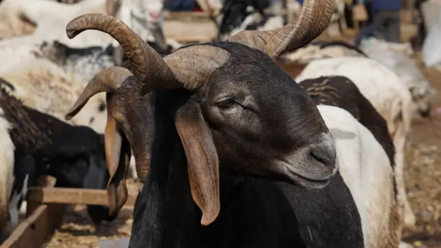Babbar Sallah: Yadda tsadar raguna ke tsorata masu son layya a Najeriya ...