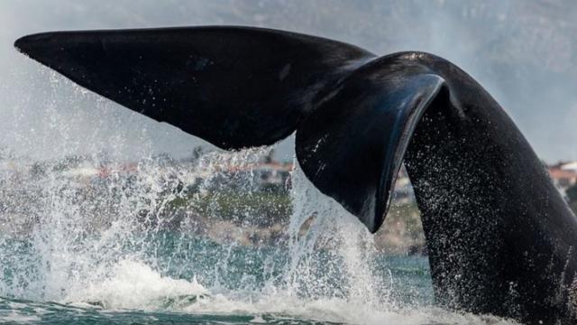 Bagaimana mendorong paus agar melakukan seks? - BBC News Indonesia