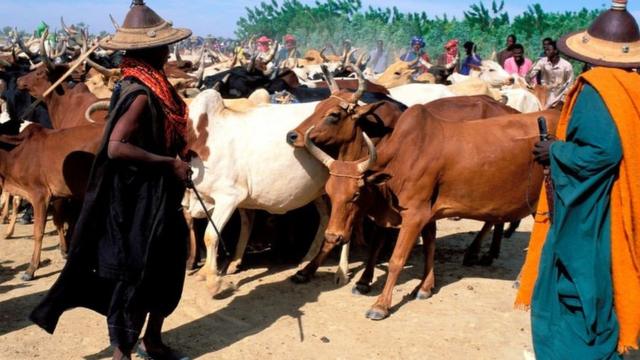 Cannibalism: Nwaanyị esiela ma rie nwa ya - BBC News Ìgbò