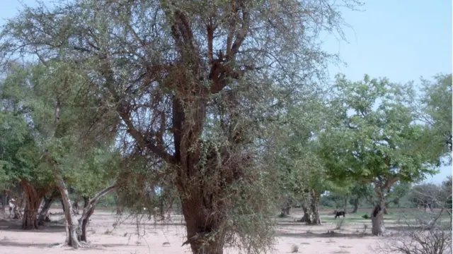 Amfanin aduwa da muhimmancinta ga jikin dan adam - BBC News Hausa