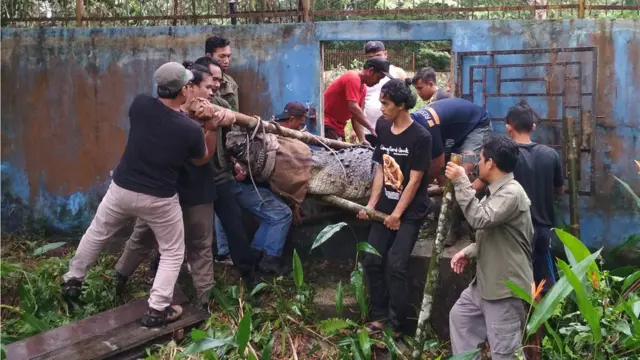 Konflik buaya dan manusia di Indonesia terparah di dunia, ratusan orang kehilangan nyawa ...
