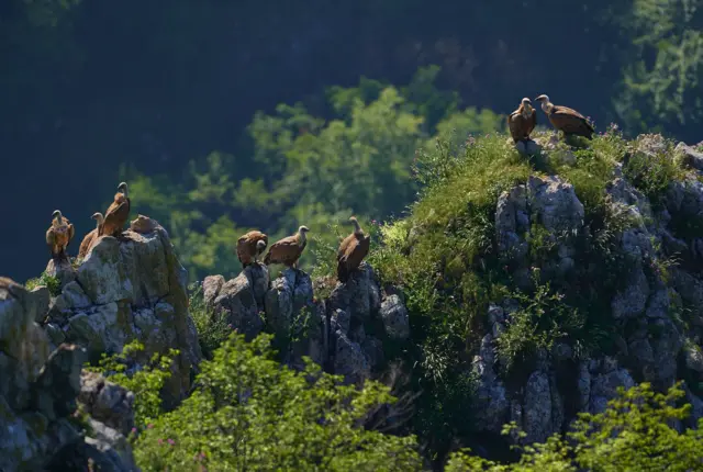 Svetski dan biodiverziteta: Kako se na Balkanu čuva šarolikost prirode ...