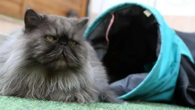 Biyya saree qabaachuun hidhaa nama buusuu malu beektuu? - BBC News ...