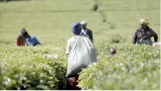 Miidhaan saalaa dubartoota qonna baala shaayii Keeniyaa keessa hojjatan ...