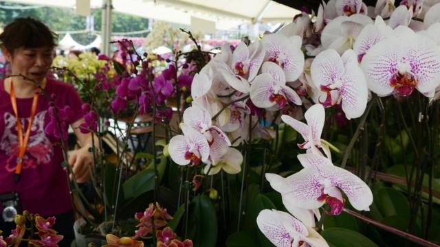 Bông hoa lạ trên lá cờ Hong Kong - BBC News Tiếng Việt