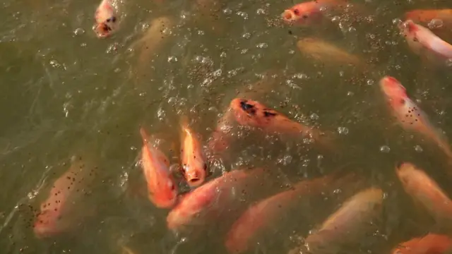 Pertanian dan budidaya ikan Mina padi :'Satu hektar lahan bisa dapat ...