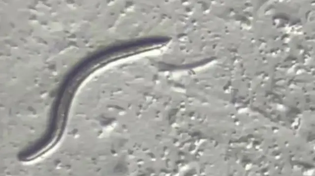 El gusano que revivió después de estar congelado 46.000 años - BBC News Mundo