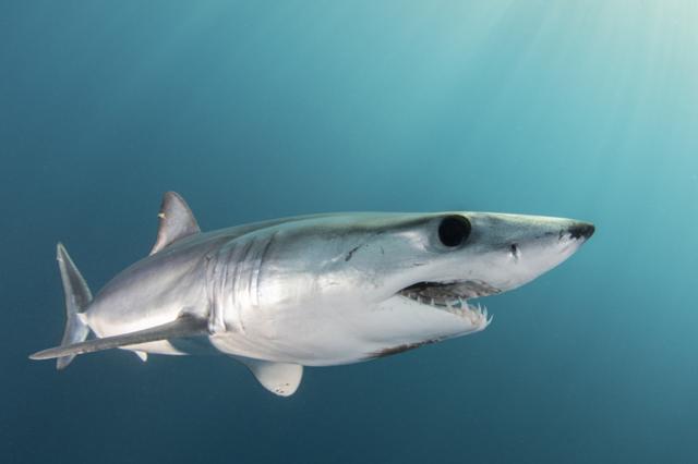 Megalodonte: o monstruoso tubarão pré-histórico que comia os irmãos no ...