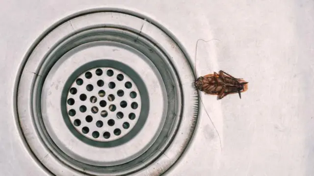 Maxaan u neceb nahay baranbarada? - BBC News Somali