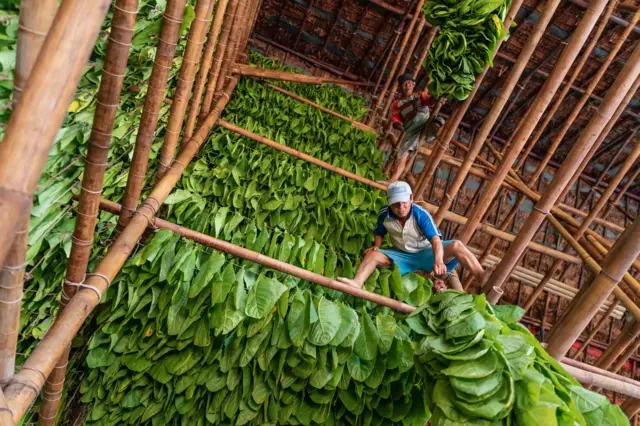 Pro-kontra rencana kemasan rokok standar – Mengapa kebijakan ini ditentang serikat pekerja ...