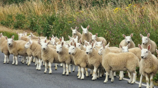 Flock Of Sheep