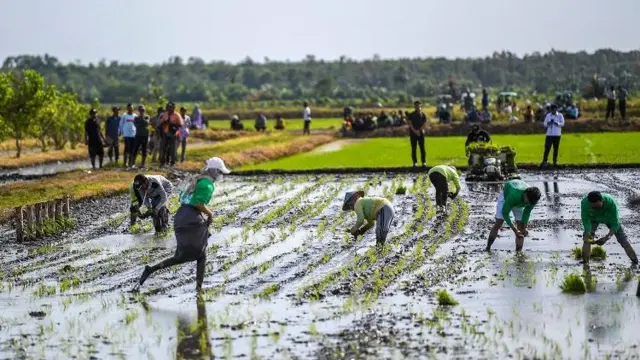 Papua: Food estate di Merauke – Warga asli Papua pesimistis pilkada bisa cegah potensi buruk ...