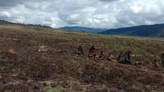 Papua: Puluhan warga Yahukimo dilaporkan meninggal karena kelaparan ...