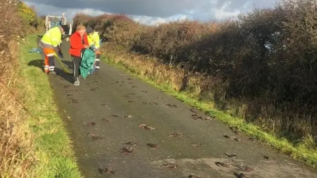 "Вони ніби впали з неба" - таємниця мертвих шпаків - BBC News Україна