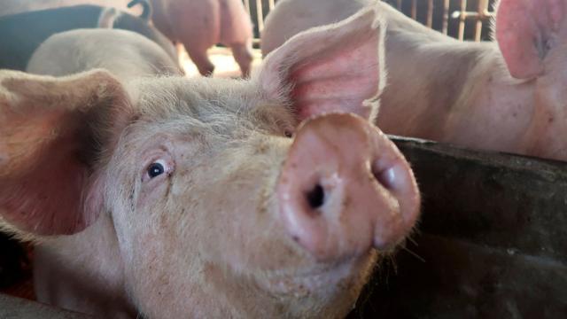 Hrvatska: Uzgoj svinja iz fotelje - BBC News na srpskom