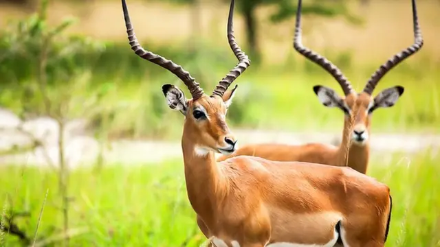 Tipos De Ciervos Africanos Fotografía En Primer Plano De Un Par De