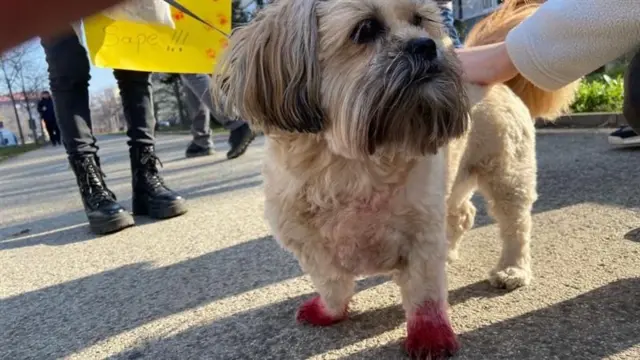 Završena studentska blokada mosta u Novom Sadu, Vučić kritikuje 'vašarsku atmosferu' - BBC News ...