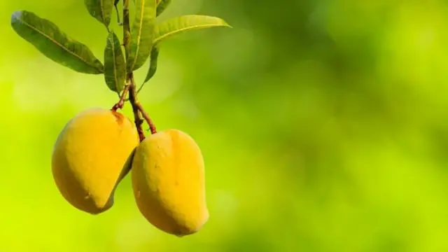 আমের পুষ্টিগুণ: কতটুকু আম খাওয়া স্বাস্থ্যসম্মত? ডায়াবেটিস রোগীরা কি ...