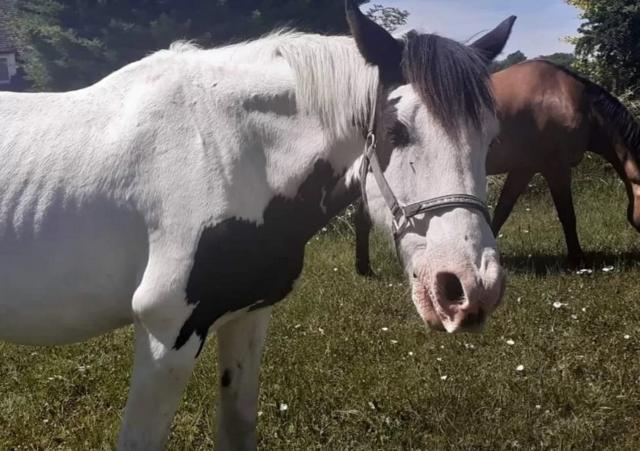 Velika Britanija i životinje: Konj mi je uginuo zbog novogodišnjeg vatrometa, tvrdi vlasnica ...