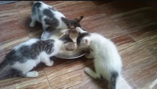 Igbo culture and animal Totems: Etu Igbo si ahụta ugo,ngwere, nwamba na ...