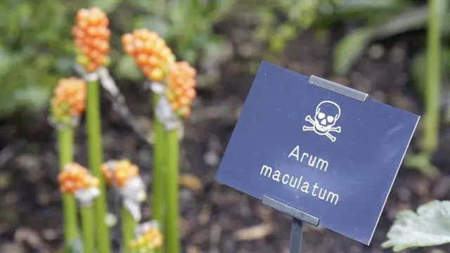 The Poison Garden: Taman paling mematikan di Inggris - BBC News Indonesia