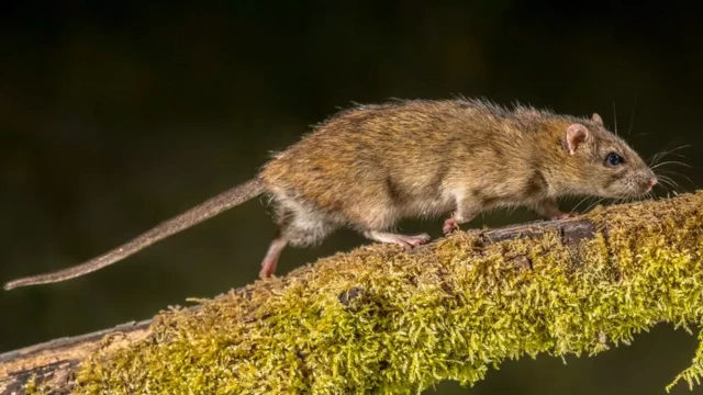 Rat invasion: Why New Zealand dey fight war against rats? - BBC News Pidgin