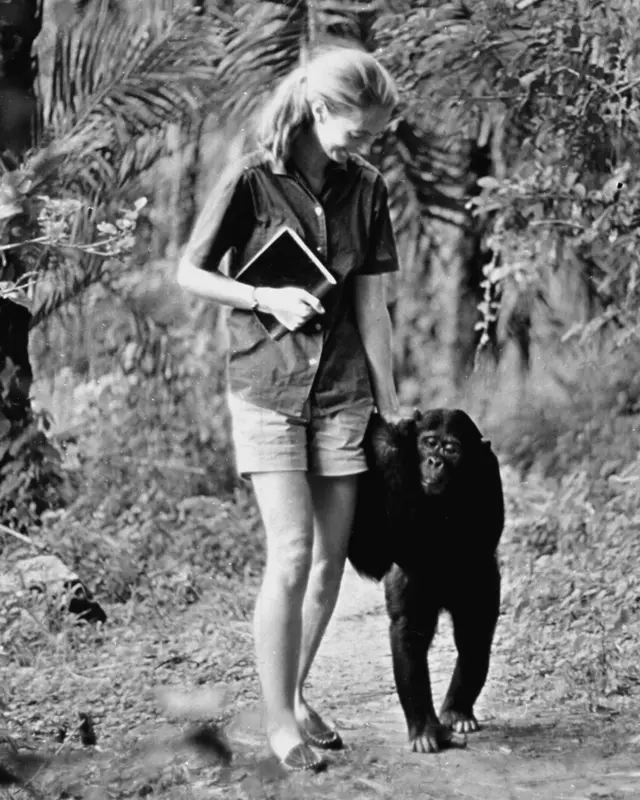 Preminula Džejn Gudal, žena koja je promenila naše viđenje šimpanzi i ...