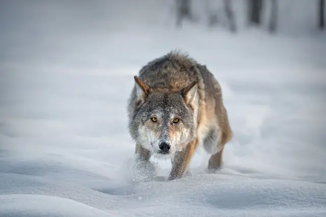 Avrupa’da kurtların 'dokunulmazlığı’ sona eriyor - BBC News Türkçe
