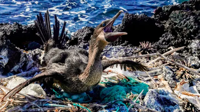 Inty Gronneberg, el ingeniero ecuatoriano premiado en el MIT por su ...