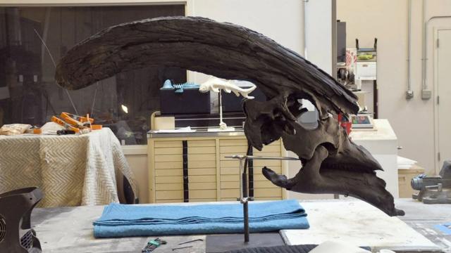 Životinje, nauka i istorija: Kako su zvučali dinosaurusi - BBC News na ...