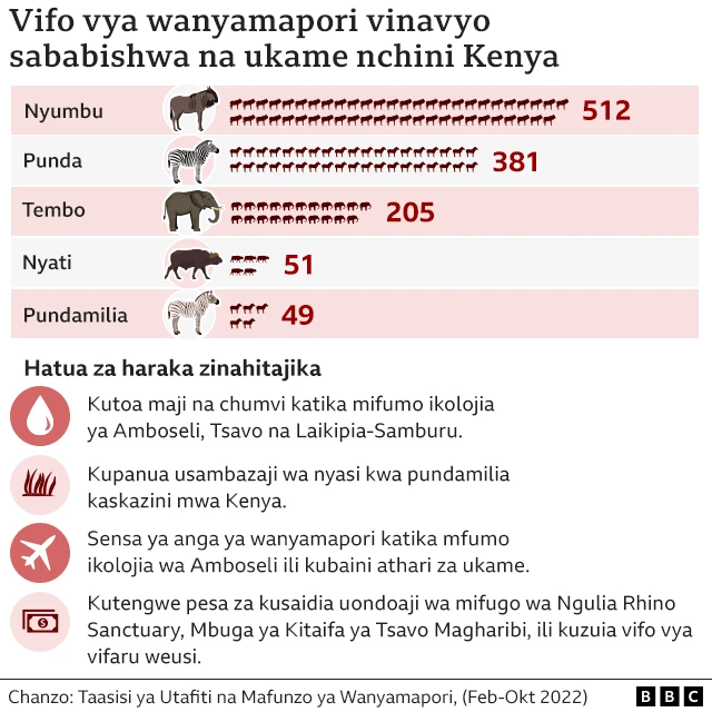 Maafa Amboseli:Mizoga na uvundo wa Wanyama wa pori vyaelezea athari ...