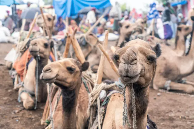 Gaalli yeroo ilmoon jalaa du'u ni boossi, tikseetti obsa godhatti - BBC ...