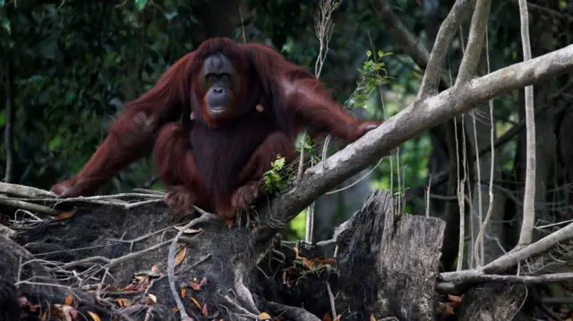 Kalimantan Timur: Ratusan ribu hektare hutan dilepas untuk sawit dan tambang yang 'menguntungkan ...