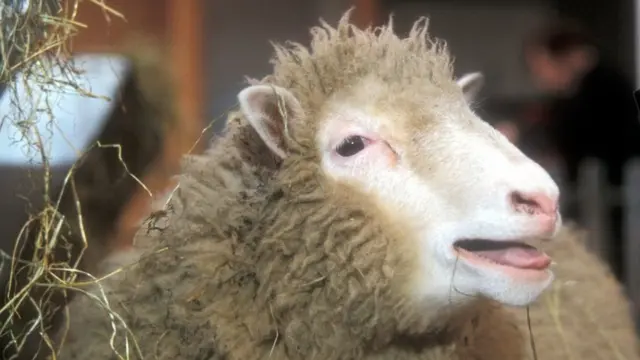 Qorattoonni tekinooloojii gogaa dubartii waggaa 53 kan shamarree waggaa ...