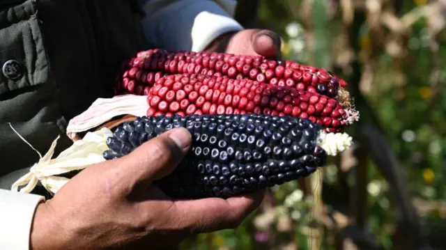 GMO: Itoophiyaafi dhimma midhaan qacceen sanyii isaanii jijjiirame ...