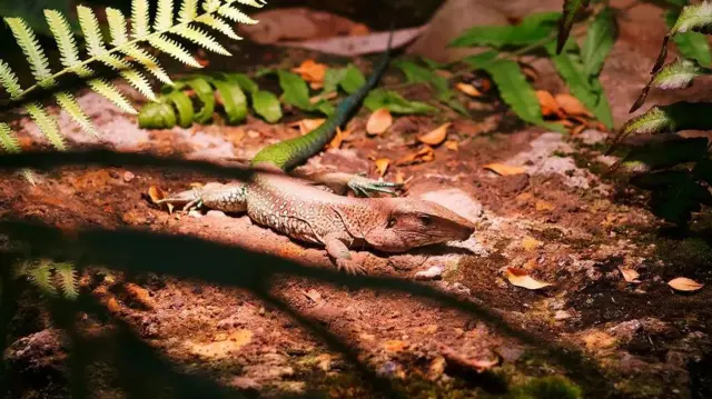 Kuki inyamaswa zimwe “zibyara ari isugi”? - BBC News Gahuza