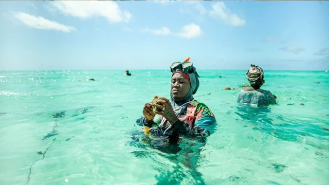 Sponji za baharini zilivyoboresha maisha ya wanawake Zanzibar - BBC ...