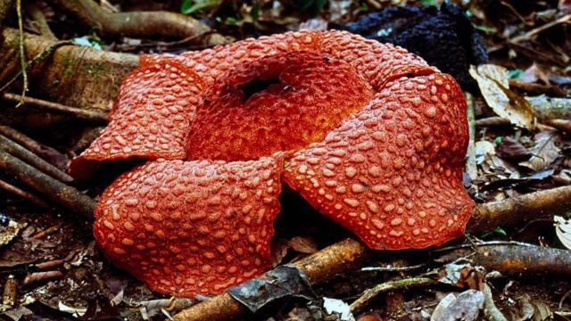 Bungai Rafflesia: 42 spesies terancam punah, ilmuwan desak tindakan ...