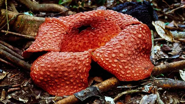 Bungai Rafflesia: 42 spesies terancam punah, ilmuwan desak tindakan - BBC News Indonesia